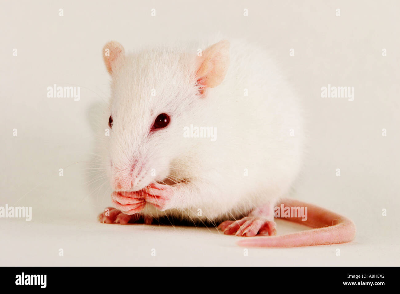 Haustier Ratte High Resolution Stock Photography and Images - Alamy