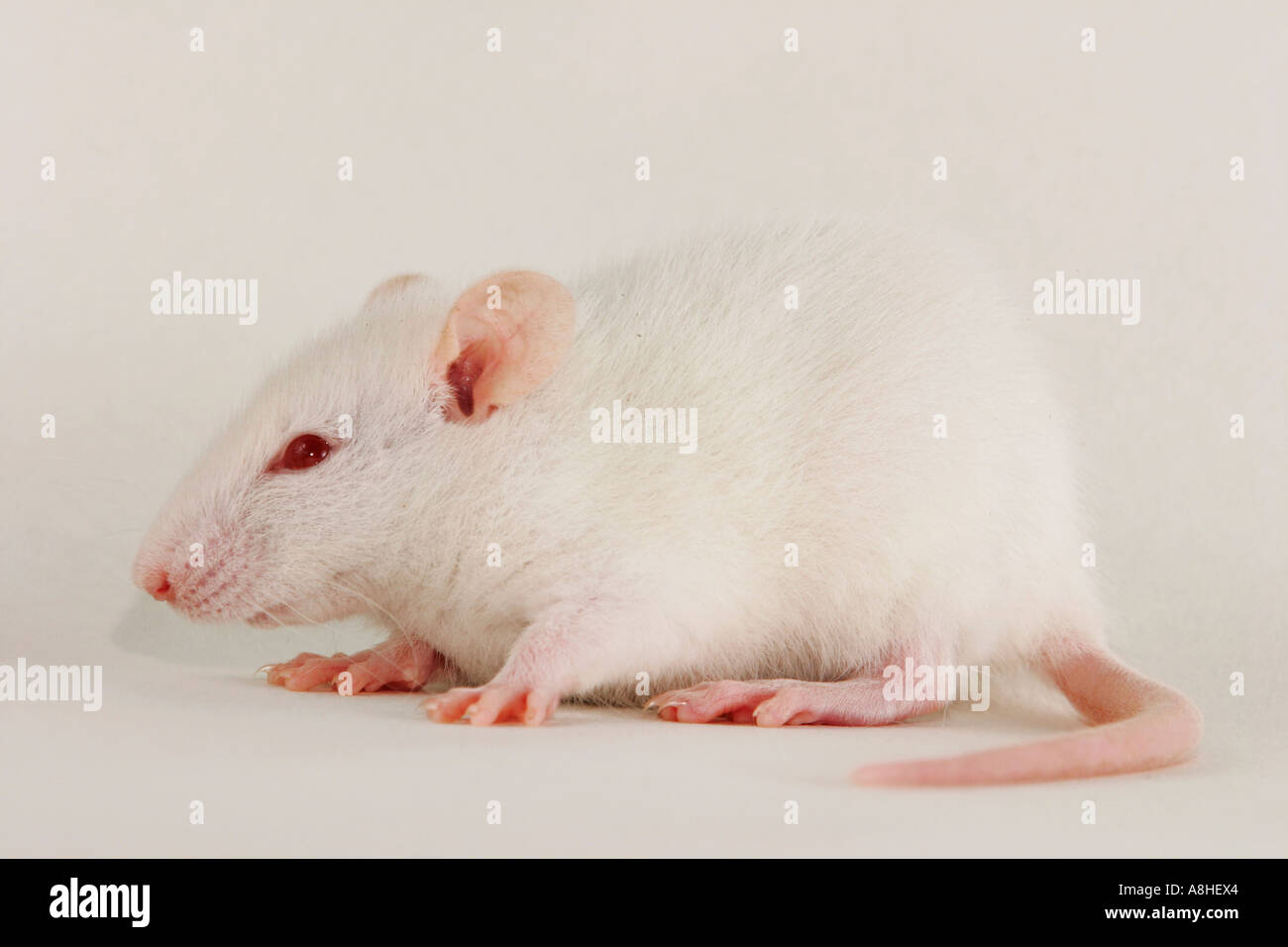 Haustier Ratte High Resolution Stock Photography and Images - Alamy