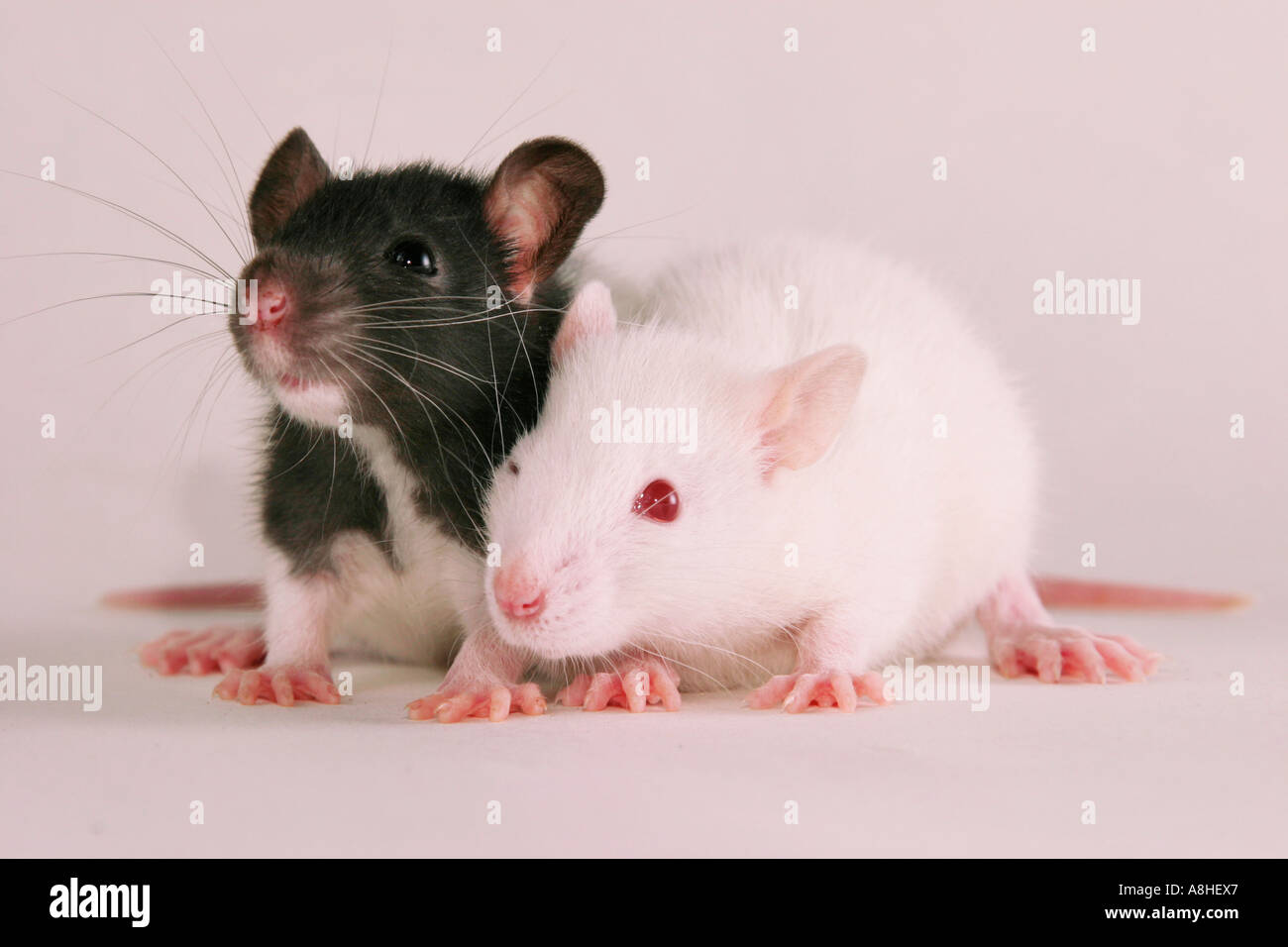 Two rats hi-res stock photography and images - Alamy