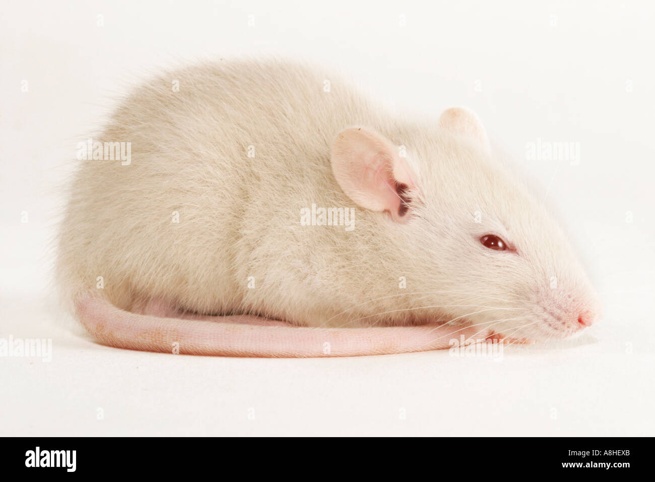 Weisse ratte hi-res stock photography and images - Alamy