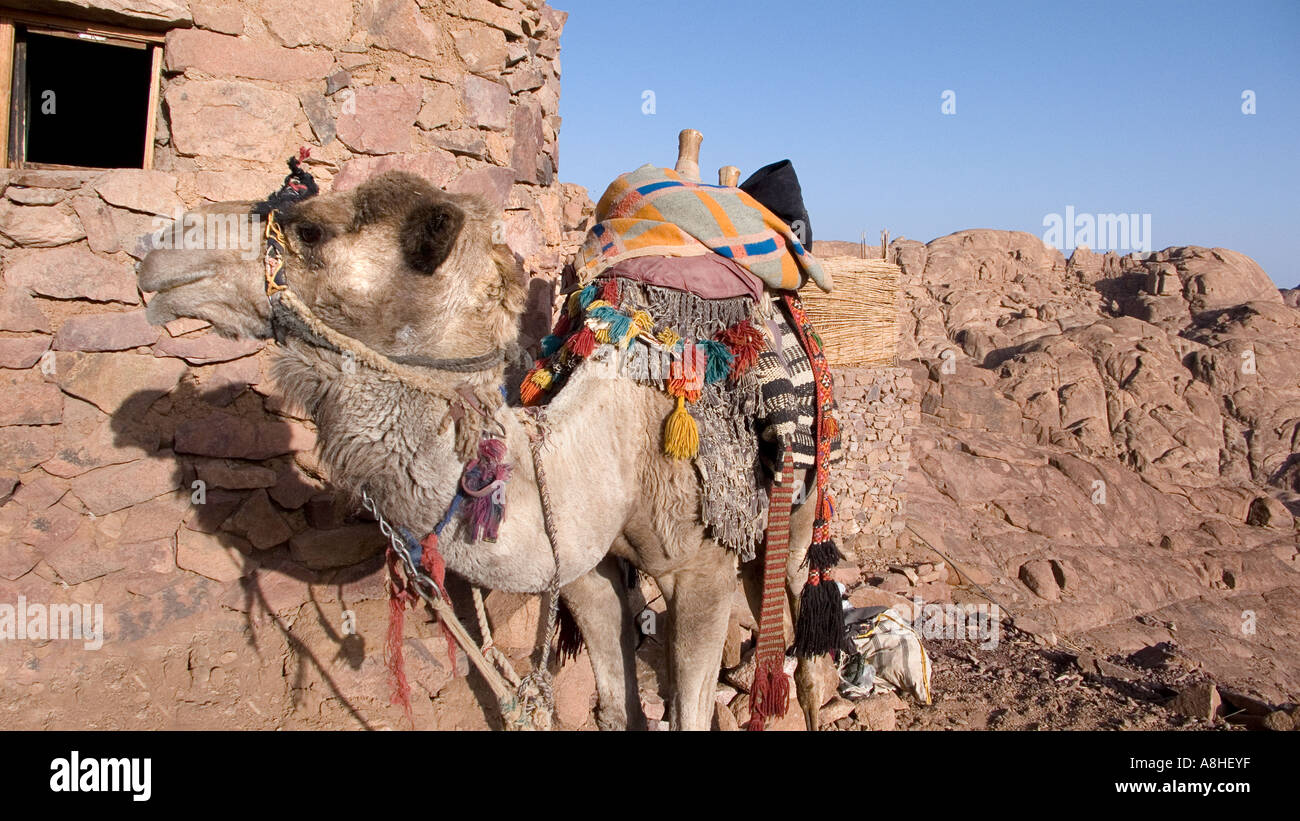 Bedouin camel on the path up Mount Sinai Egypt Stock Photo - Alamy