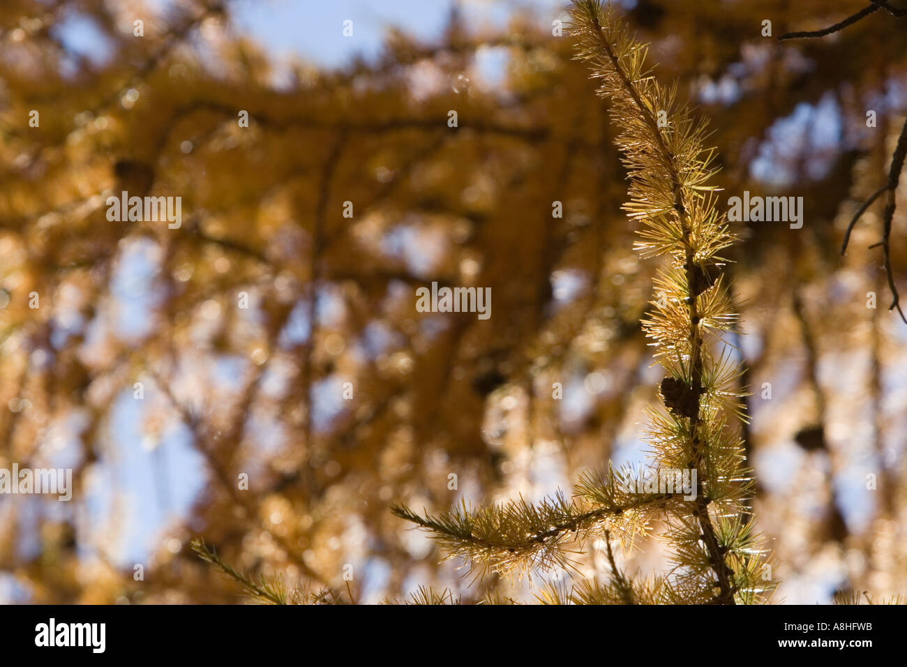 Deciduous needles hi-res stock photography and images - Alamy