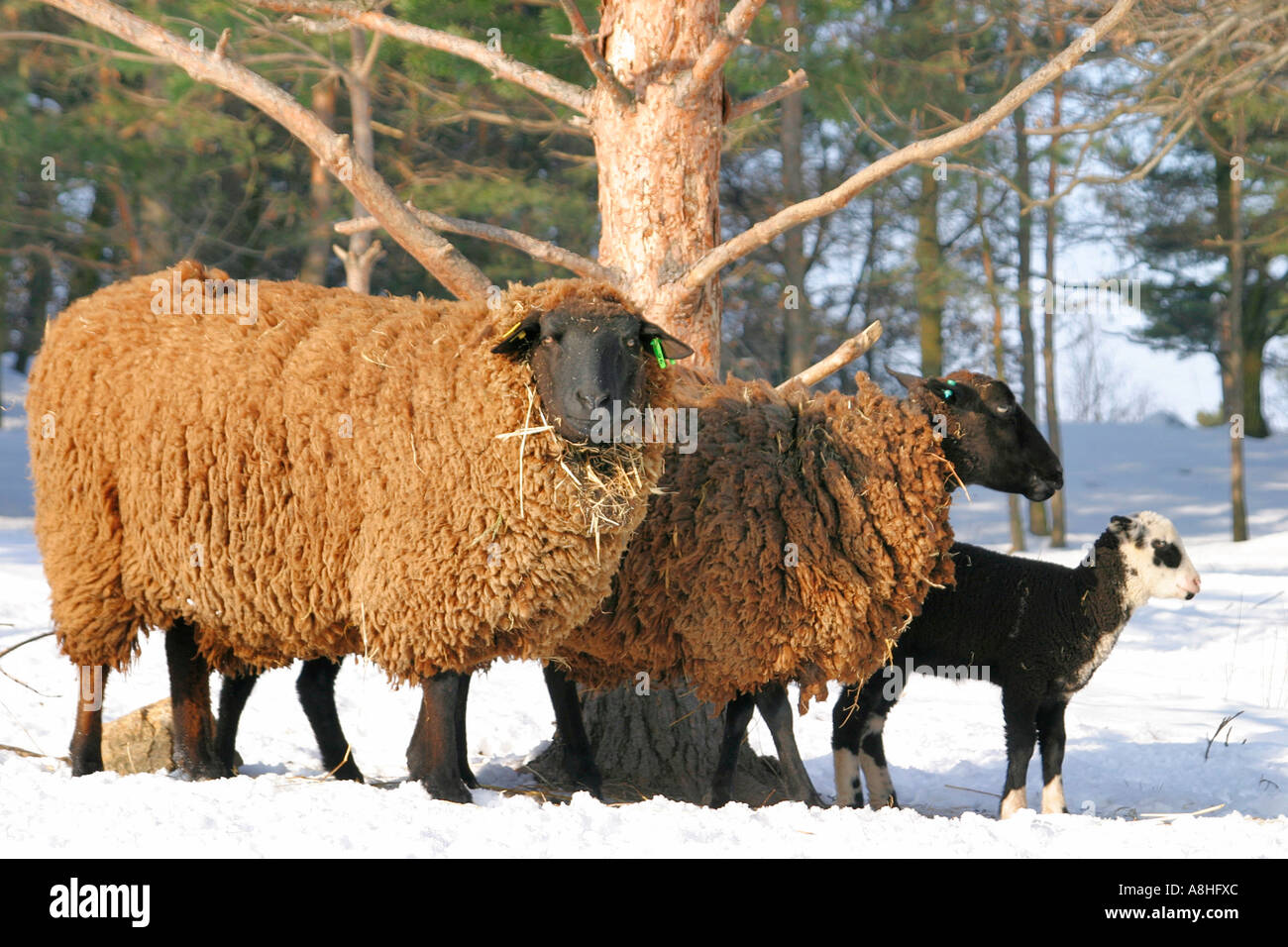 Useful animals for wool hi-res stock photography and images - Alamy