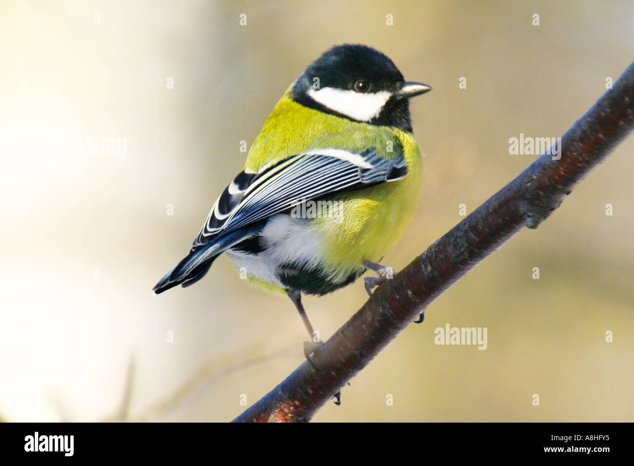 Bird birds titmouse great titmouse hi-res stock photography and images ...