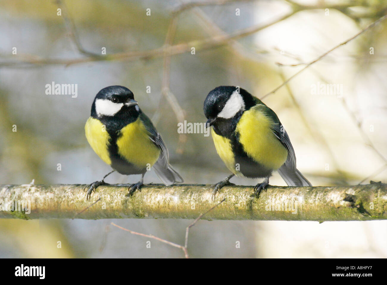 Great titmouse (Parus major Stock Photo - Alamy