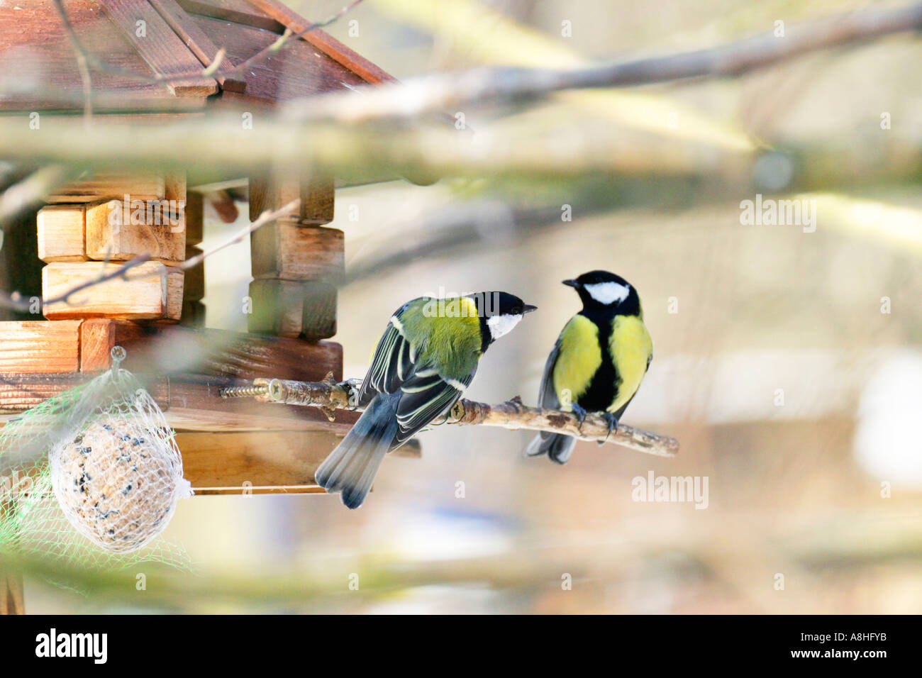 Great titmouse hi-res stock photography and images - Alamy