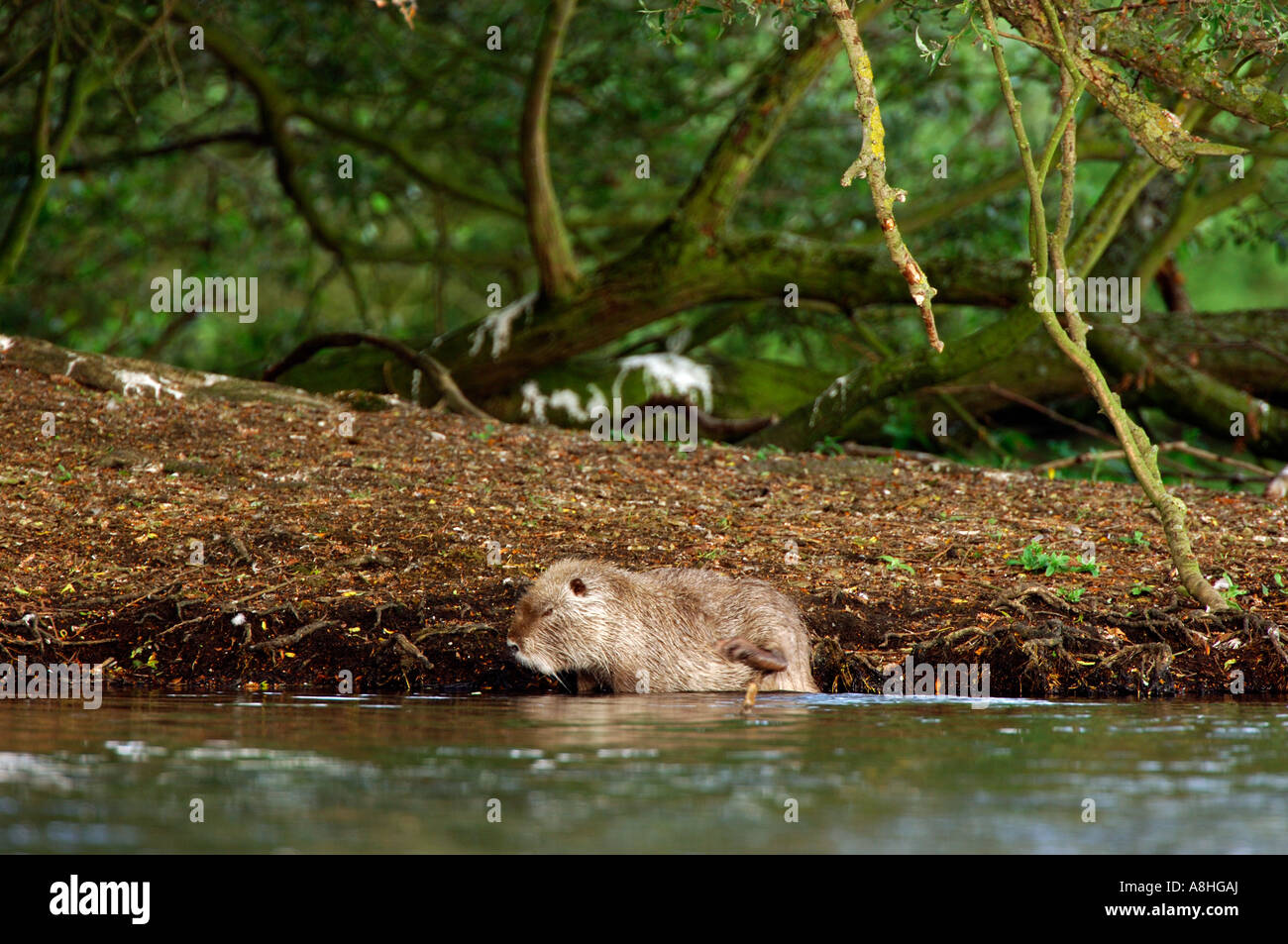 cleaning rat on land Stock Photo - Alamy
