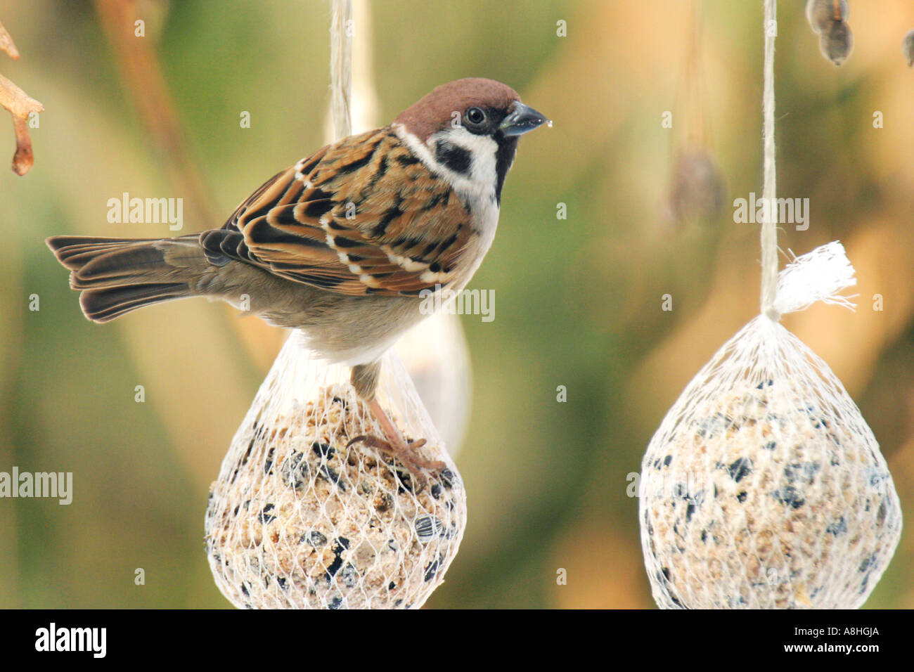 Sparrow (Passer domesticus Stock Photo - Alamy