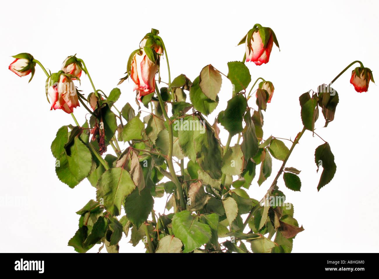 Faded flower hi-res stock photography and images - Alamy