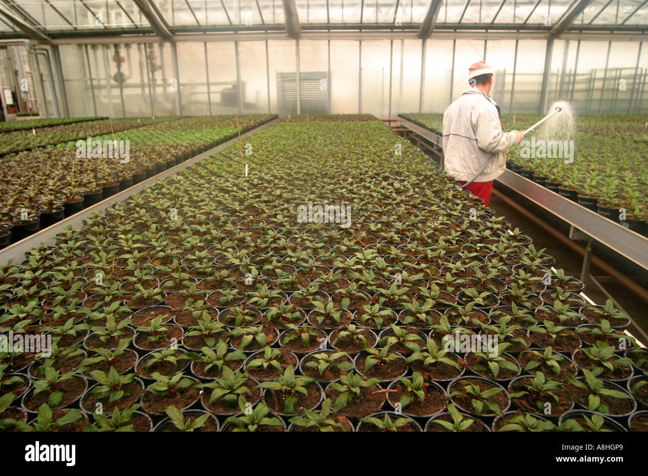 Plaint hi-res stock photography and images - Alamy