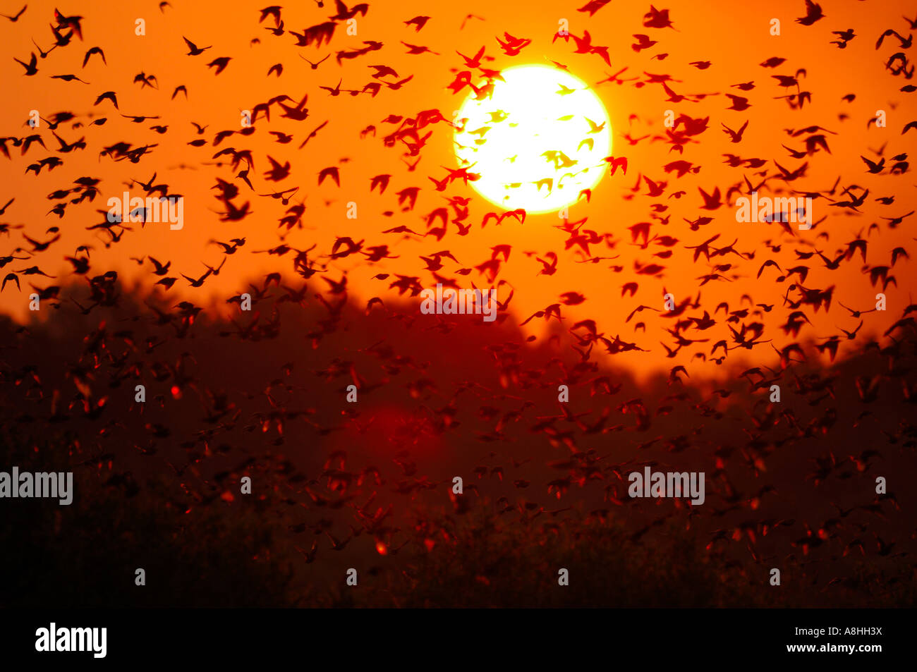 Flying group birds by sunset Stock Photo - Alamy