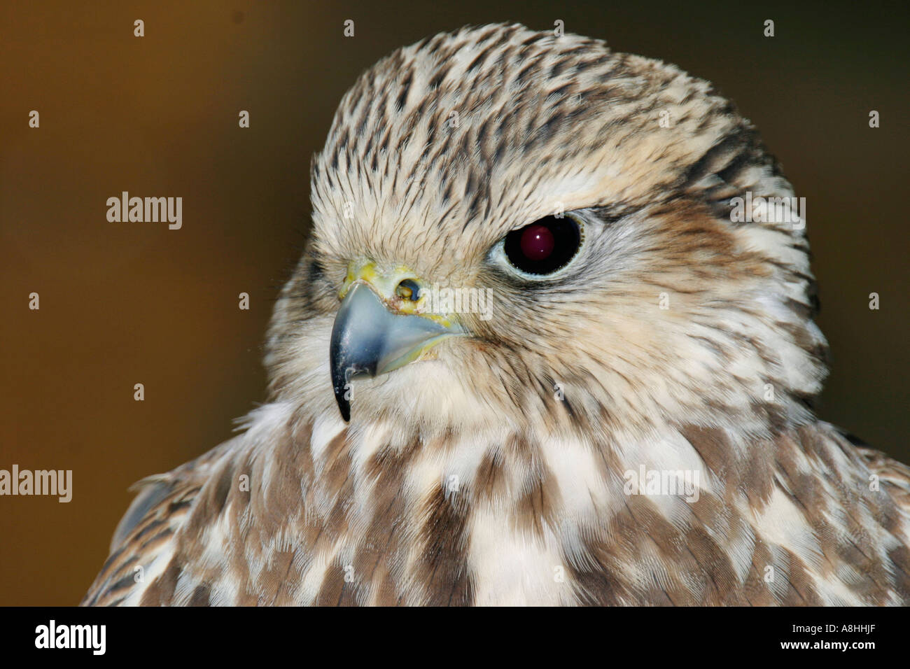 Falco biarmicus bird prey portrait hi-res stock photography and images ...