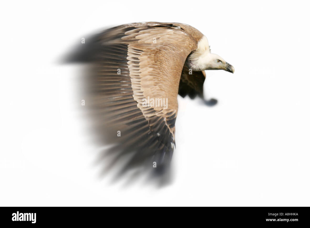 Fulvus fulvus Cut Out Stock Images & Pictures - Alamy