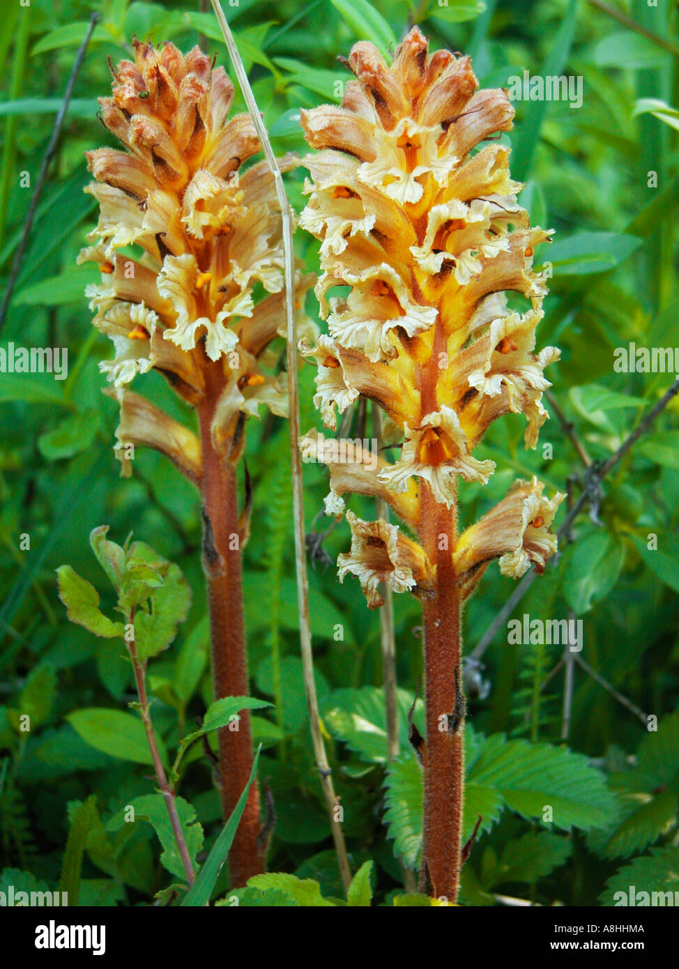 Orobanche hi-res stock photography and images - Alamy