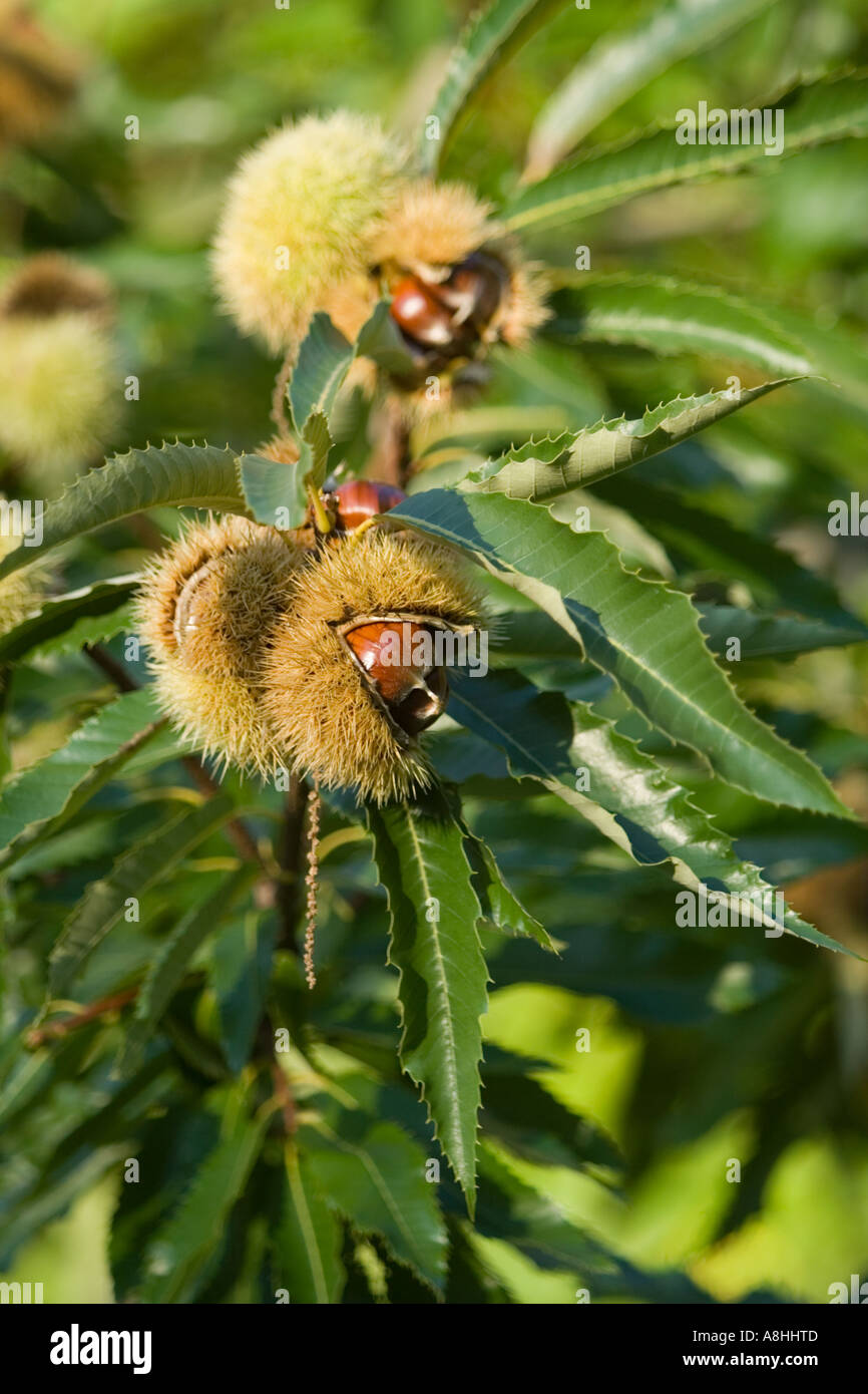green brown husk of chestnut on branch of tree Stock Photo - Alamy