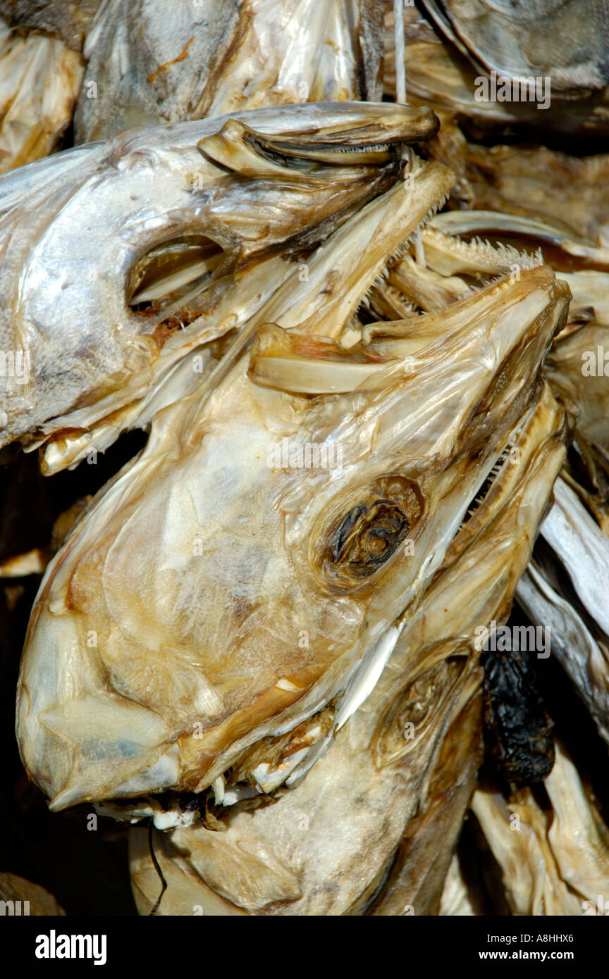 Heads of stockfish near Reine Moskenesoya Lofoten Norway Stock Photo ...