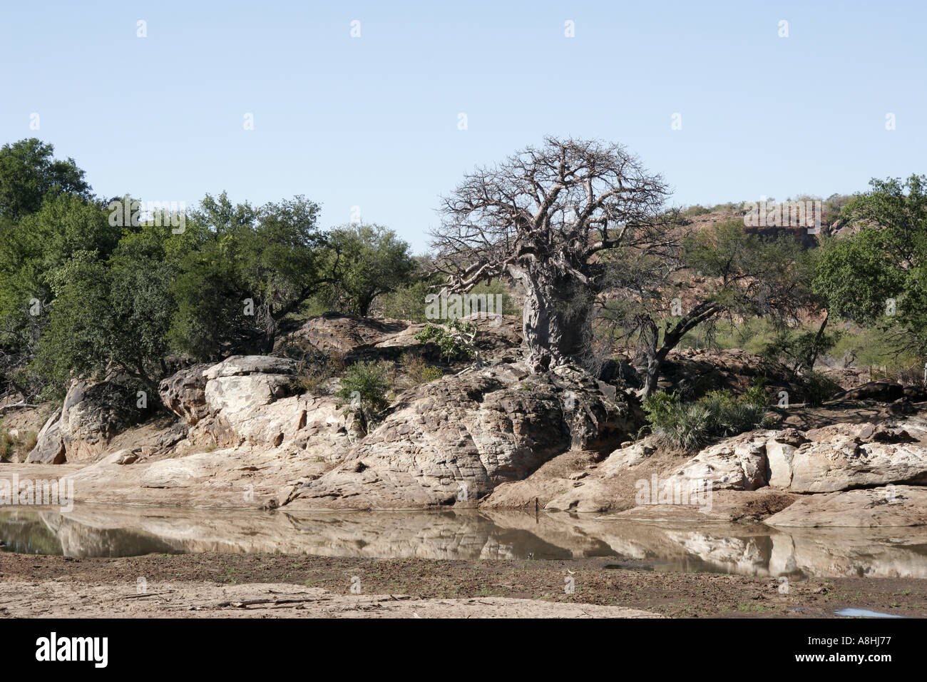 Baobab Tree Mapungubwe national park Limpopo river Shalimpo Botswana ...