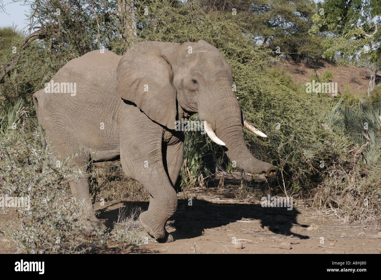 Elephants in the tuli block Botswana Stock Photo - Alamy