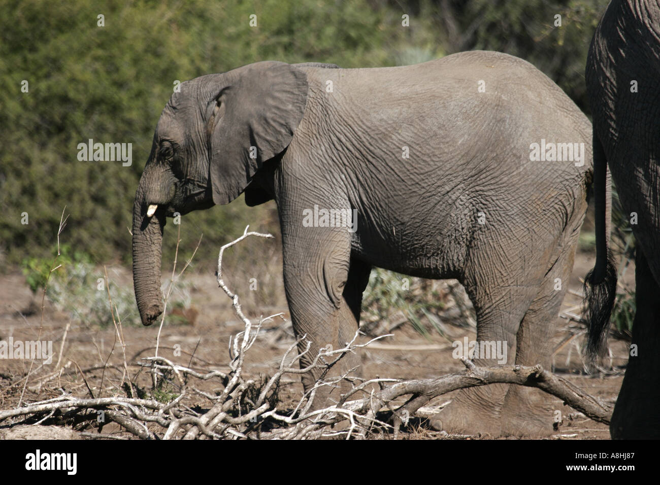 Elephant calf with trunk cut short by poachers snare Stock Photo - Alamy