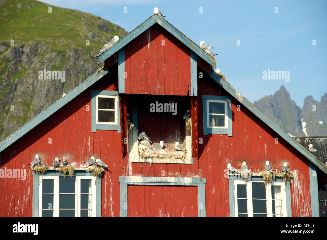 Red painted wooden house Rorbuer with nesting seagulls in A Moskenesoya ...