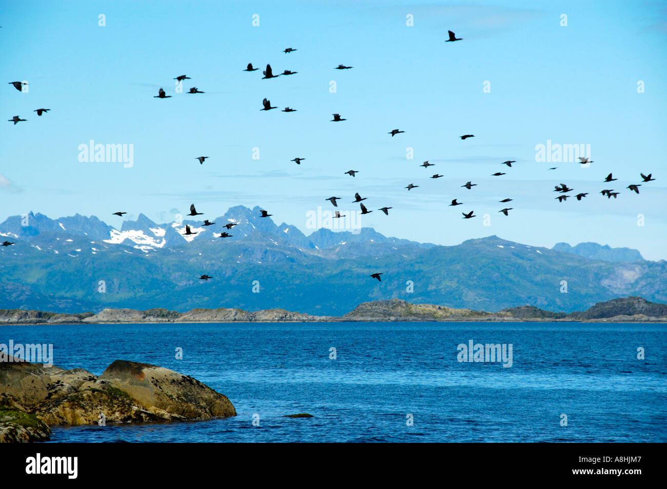Colony cormorants flying cormorant hi-res stock photography and images ...