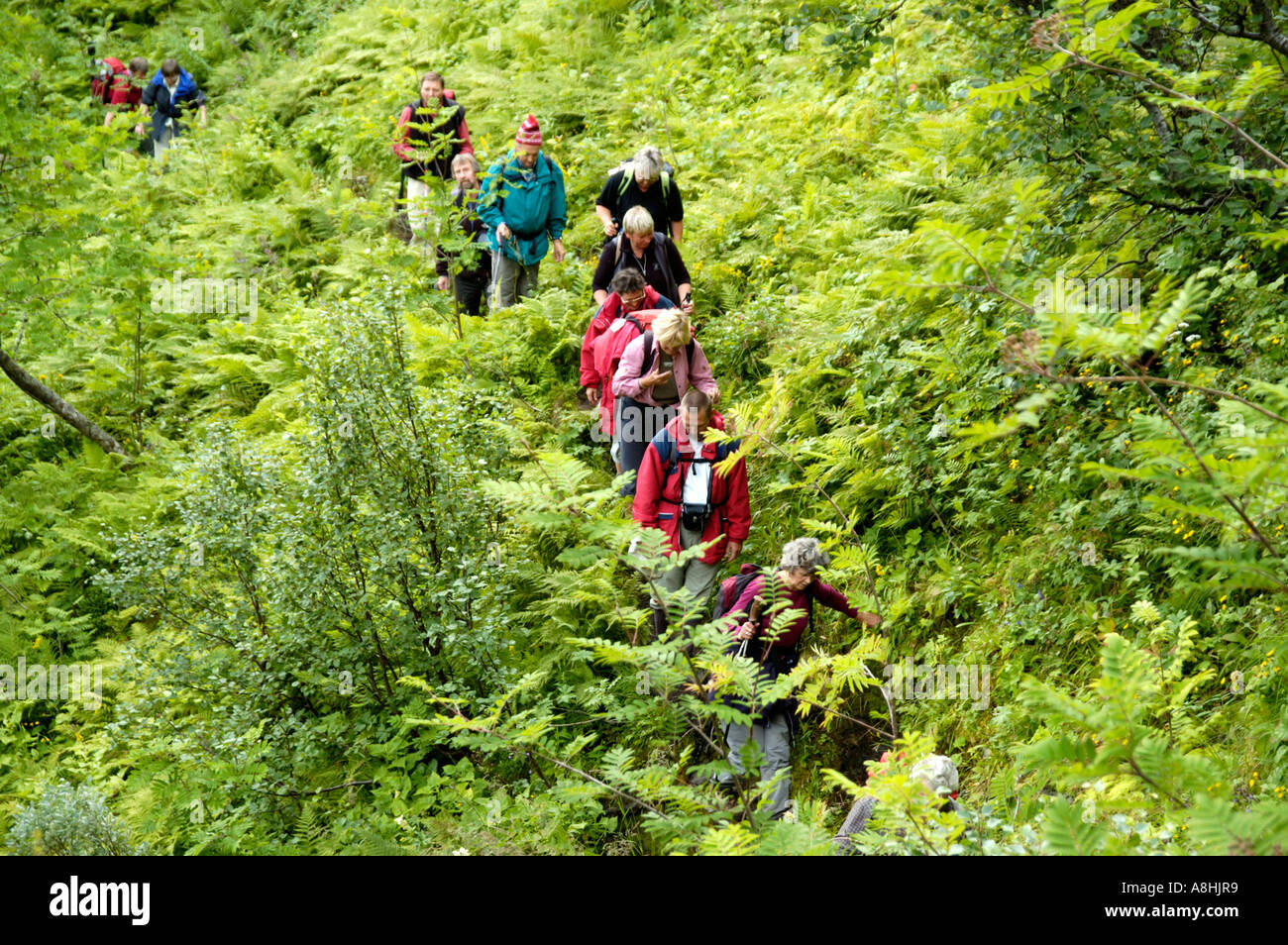 MR Hiking group one after another on an overgrown path at Djupfjorden ...