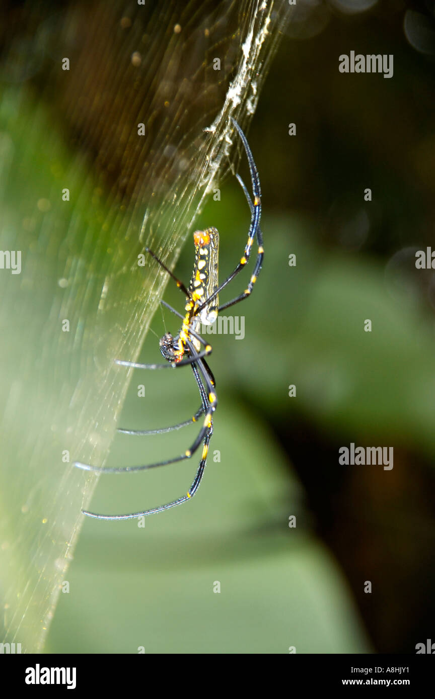 Colourful spiders hi-res stock photography and images - Alamy