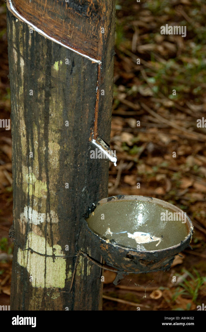 Rubber tree cambodia hi-res stock photography and images - Alamy