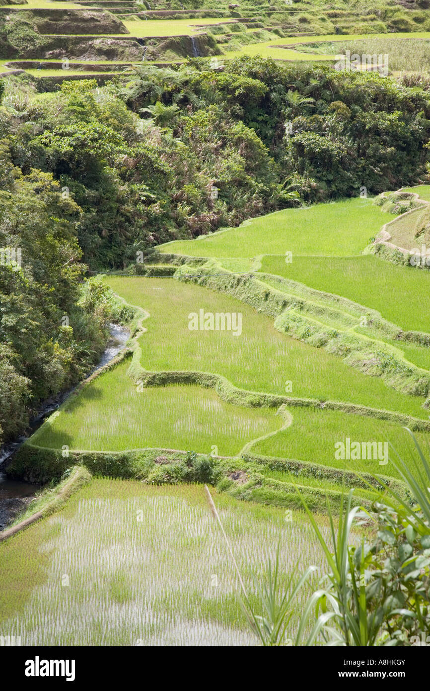 Rice Terraces, Banaue, Northern Luzon, Philippines Stock Photo - Alamy