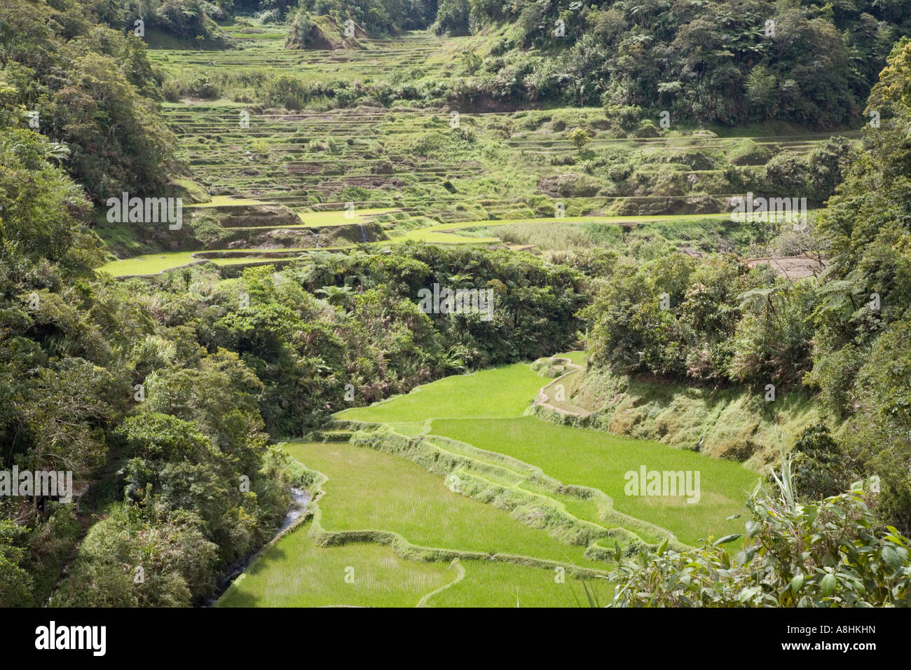 Rice Terraces, Banaue, Northern Luzon, Philippines Stock Photo - Alamy