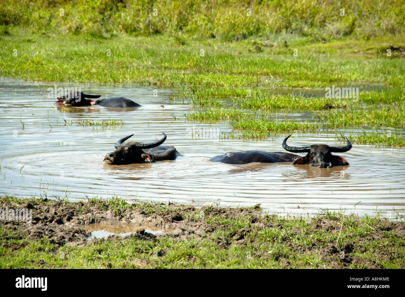 Water buffalo take a bath Ream National Park near Sihanoukville Kompong ...