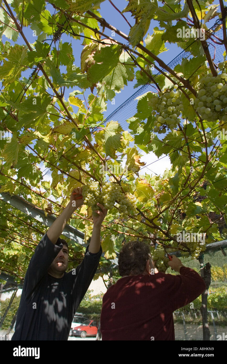 Picking white grapes from the vine Stock Photo - Alamy