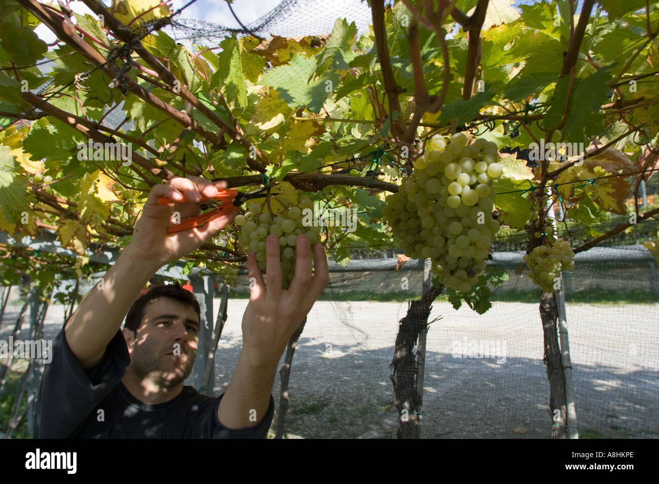 Picking white grapes from the vine Stock Photo - Alamy