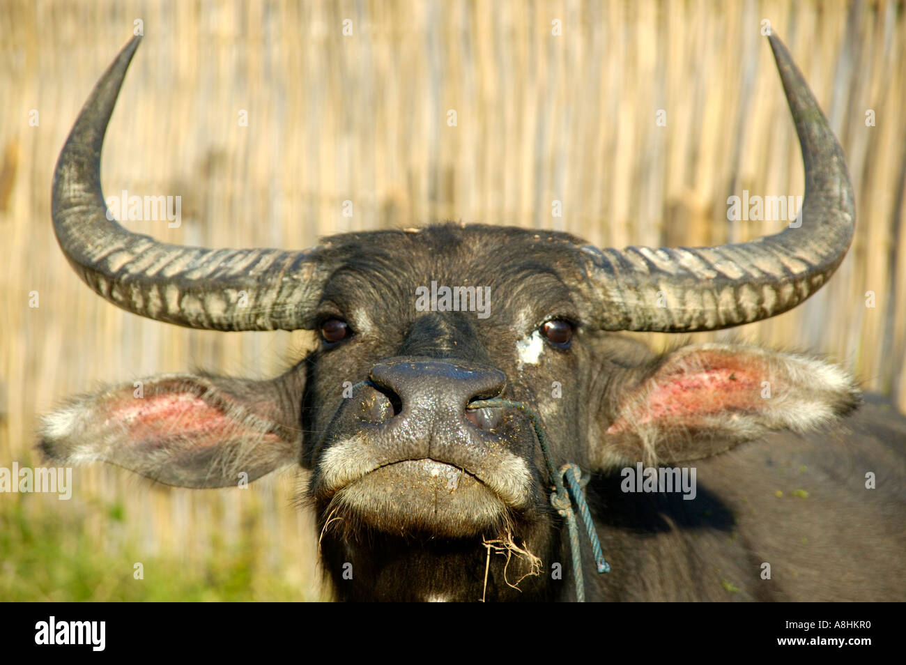 Buffalo snout hi-res stock photography and images - Alamy