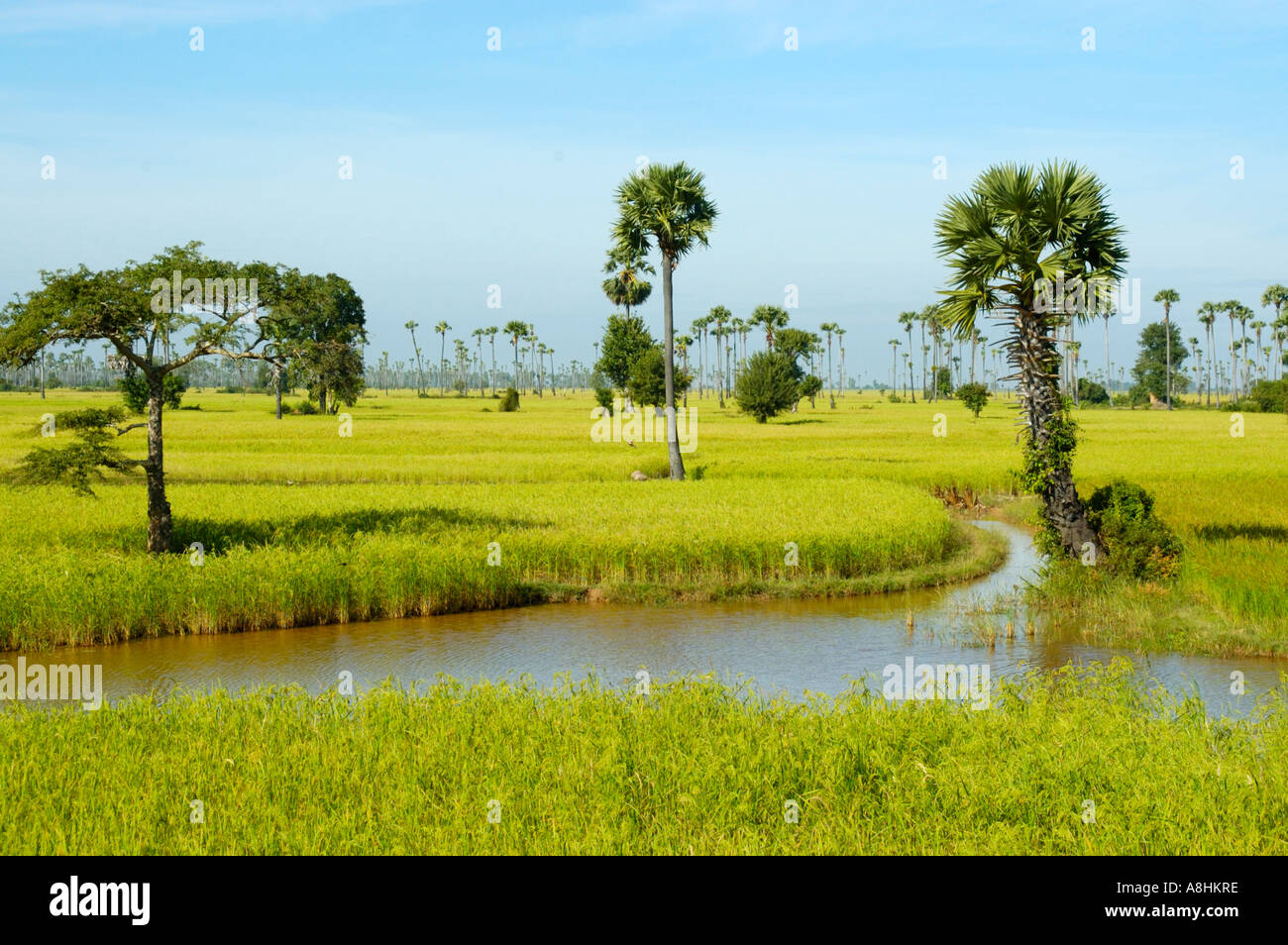 Landscape with green rice fields and sugar palms Cambodia Stock Photo ...