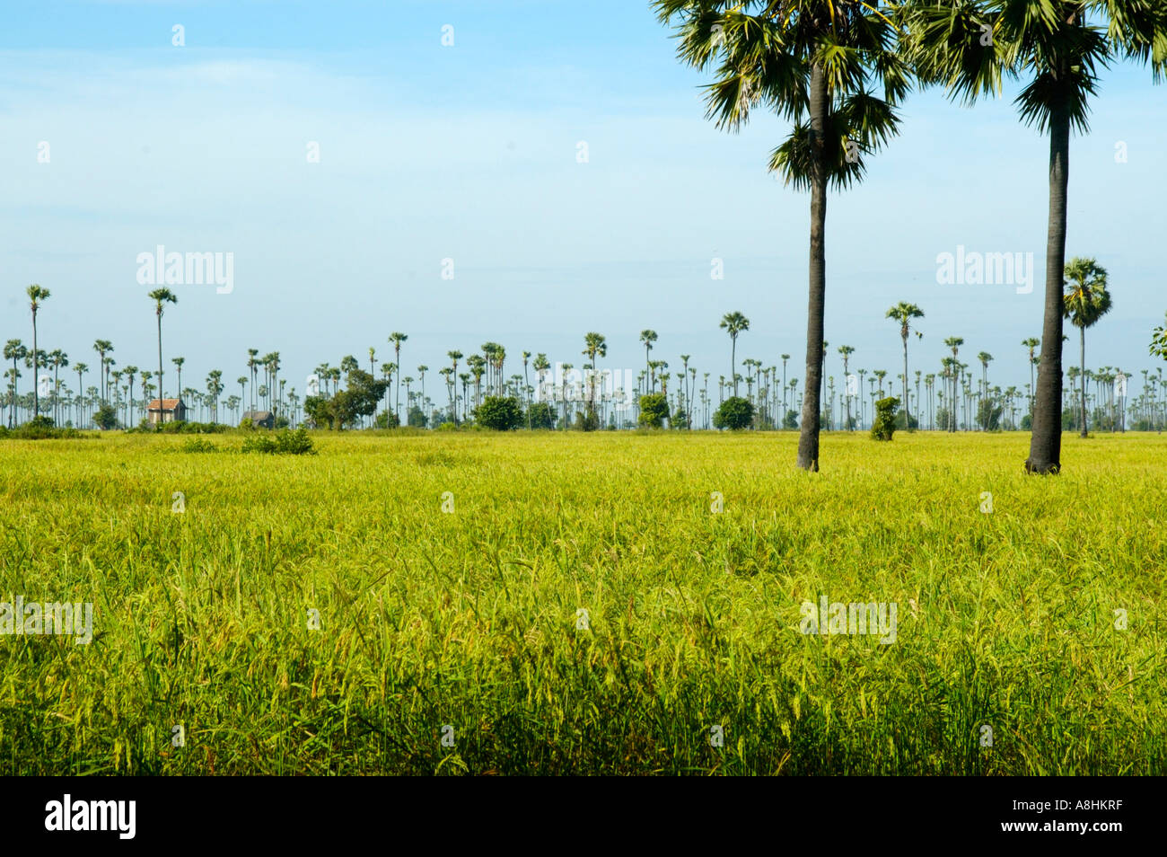 Rice fields palm trees cambodia hi-res stock photography and images - Alamy