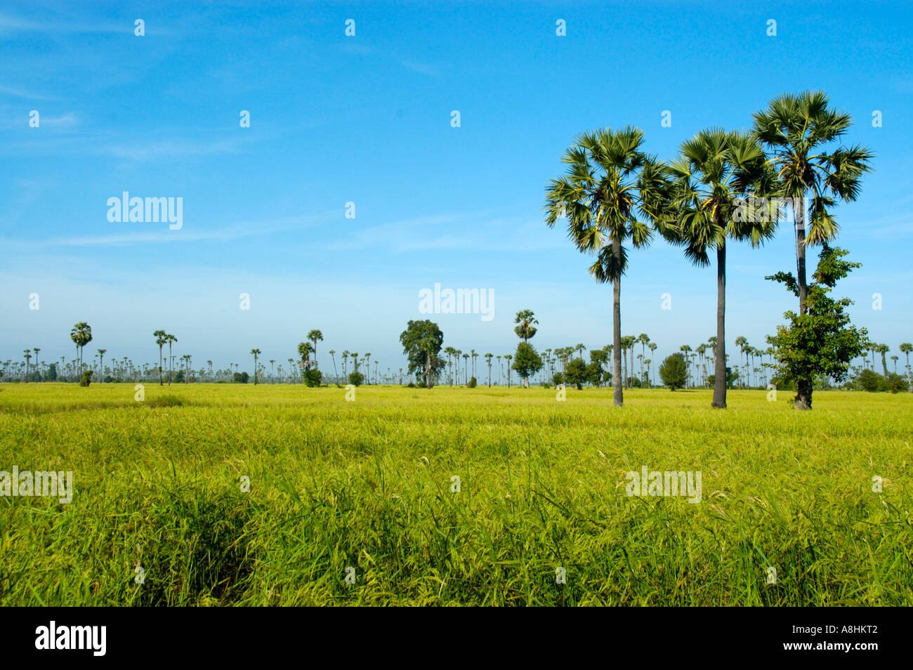 Rice fields palm trees cambodia hi-res stock photography and images - Alamy