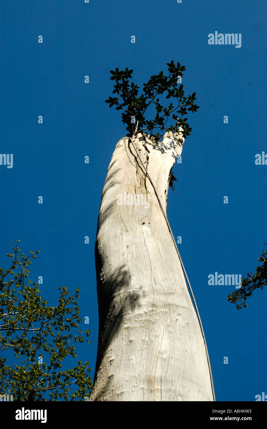 What grows on dead trees hi-res stock photography and images - Alamy