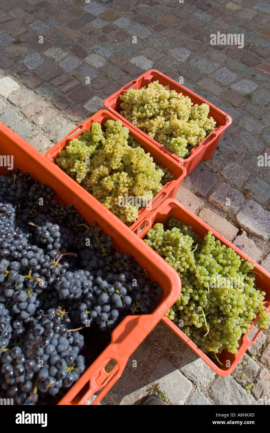 Wine grapes in boxes after collection awaiting pressing process Stock ...