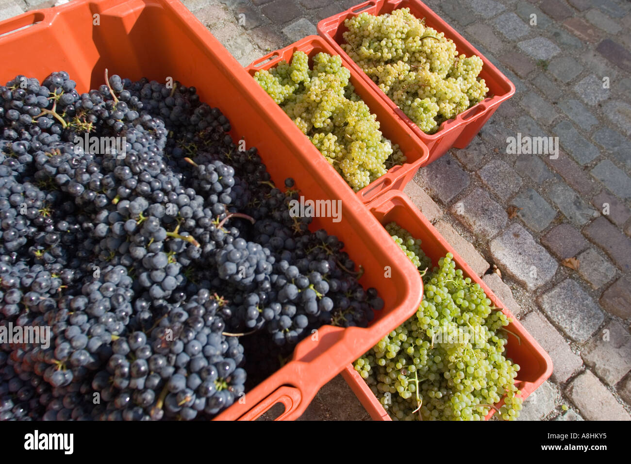 Wine grapes in boxes after collection awaiting pressing process Stock ...