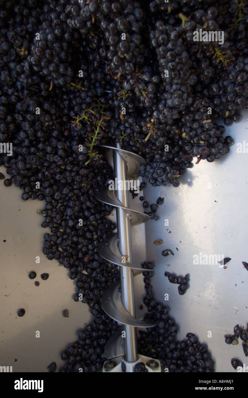 Black grapes in a machine to remove the stalks Stock Photo - Alamy