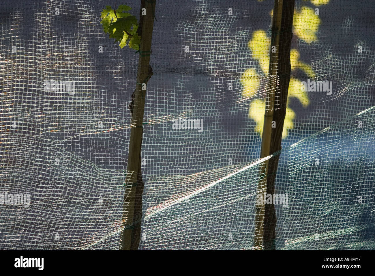 Netting used to protect mountain grape vines Stock Photo - Alamy