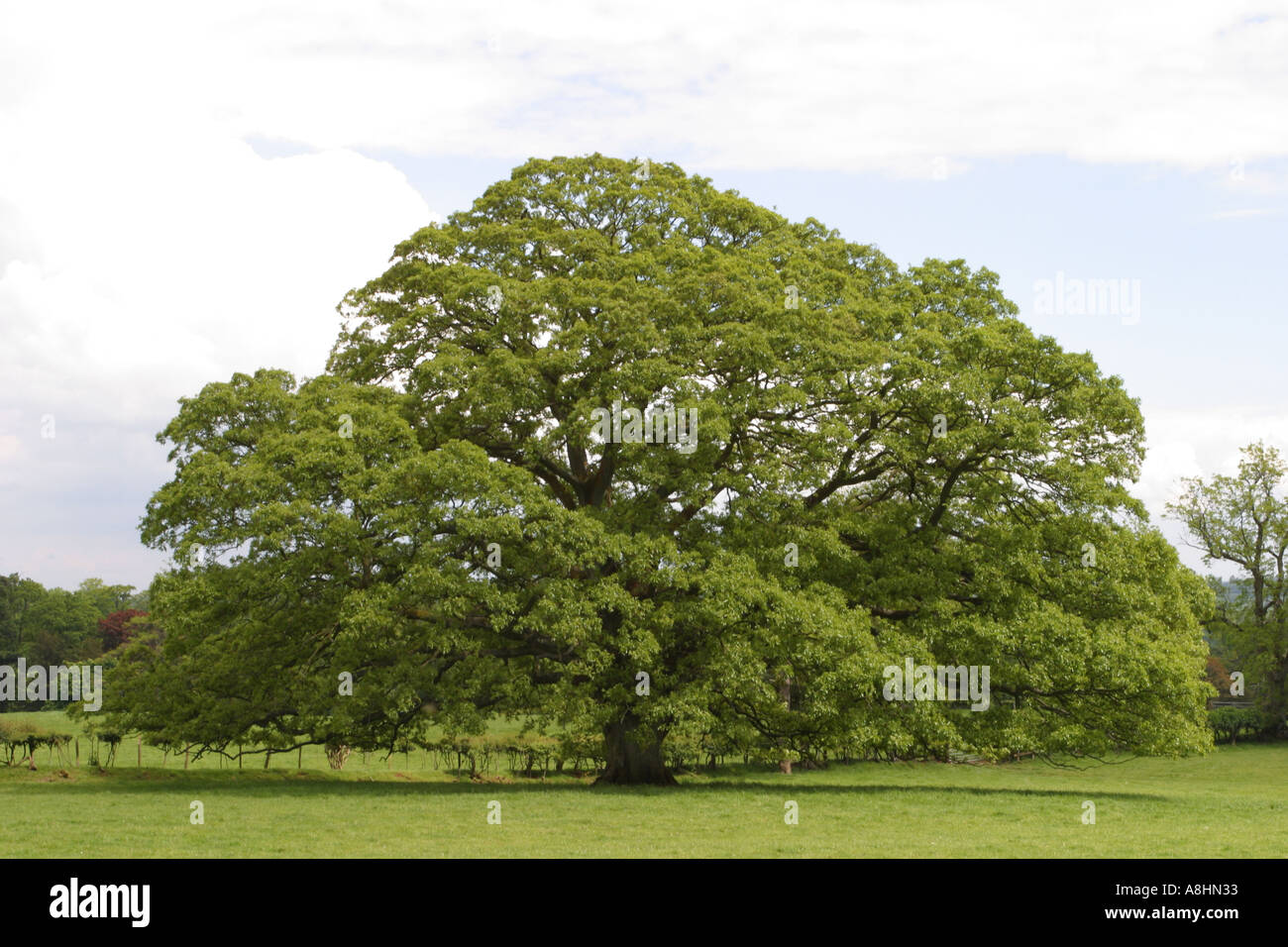 Ancient oak tree hi-res stock photography and images - Alamy