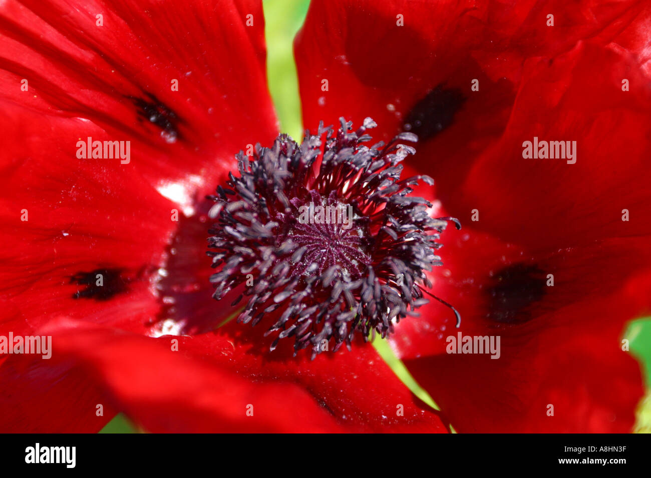 Papaver Beauty of Livermore giant poppy Stock Photo - Alamy