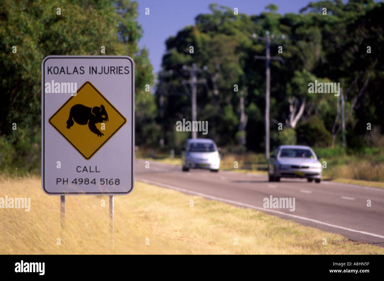 Road warning sign depicting a koala Phascolarctos cinereus beside a ...