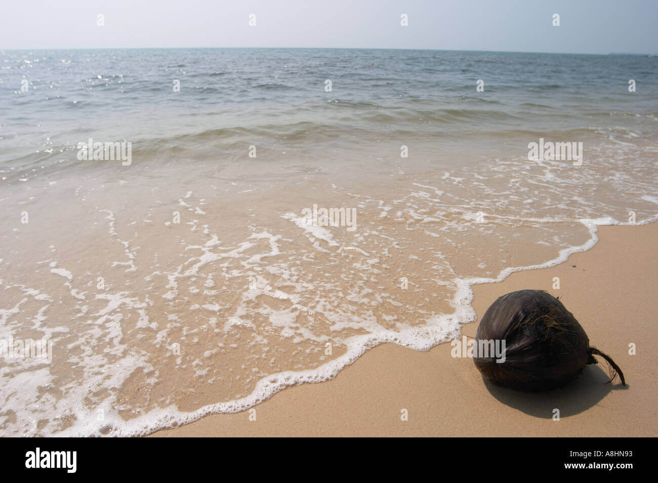 coconut shell on the sandy beach of the beach resort Sihanoukville in ...