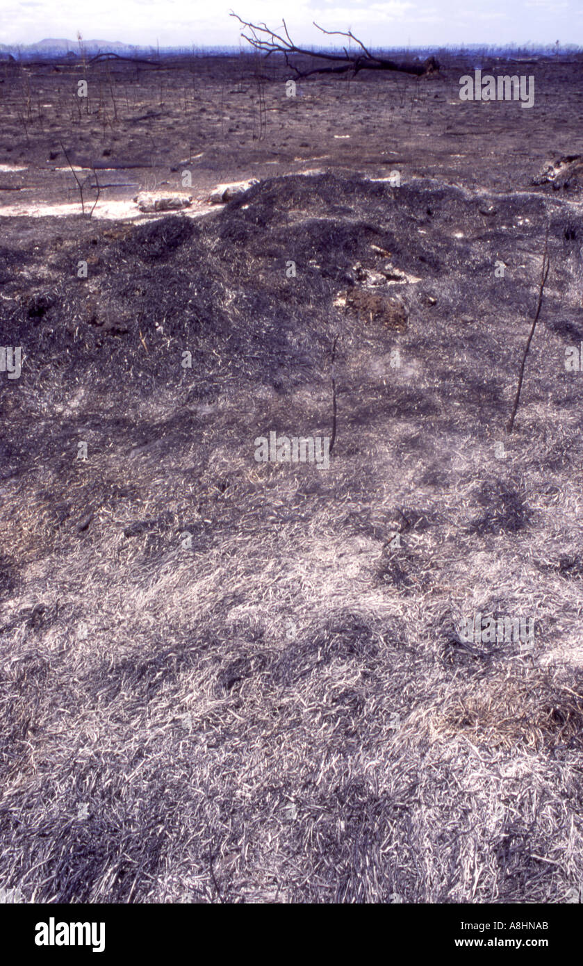 Australian outback landscape after burn hi-res stock photography and ...