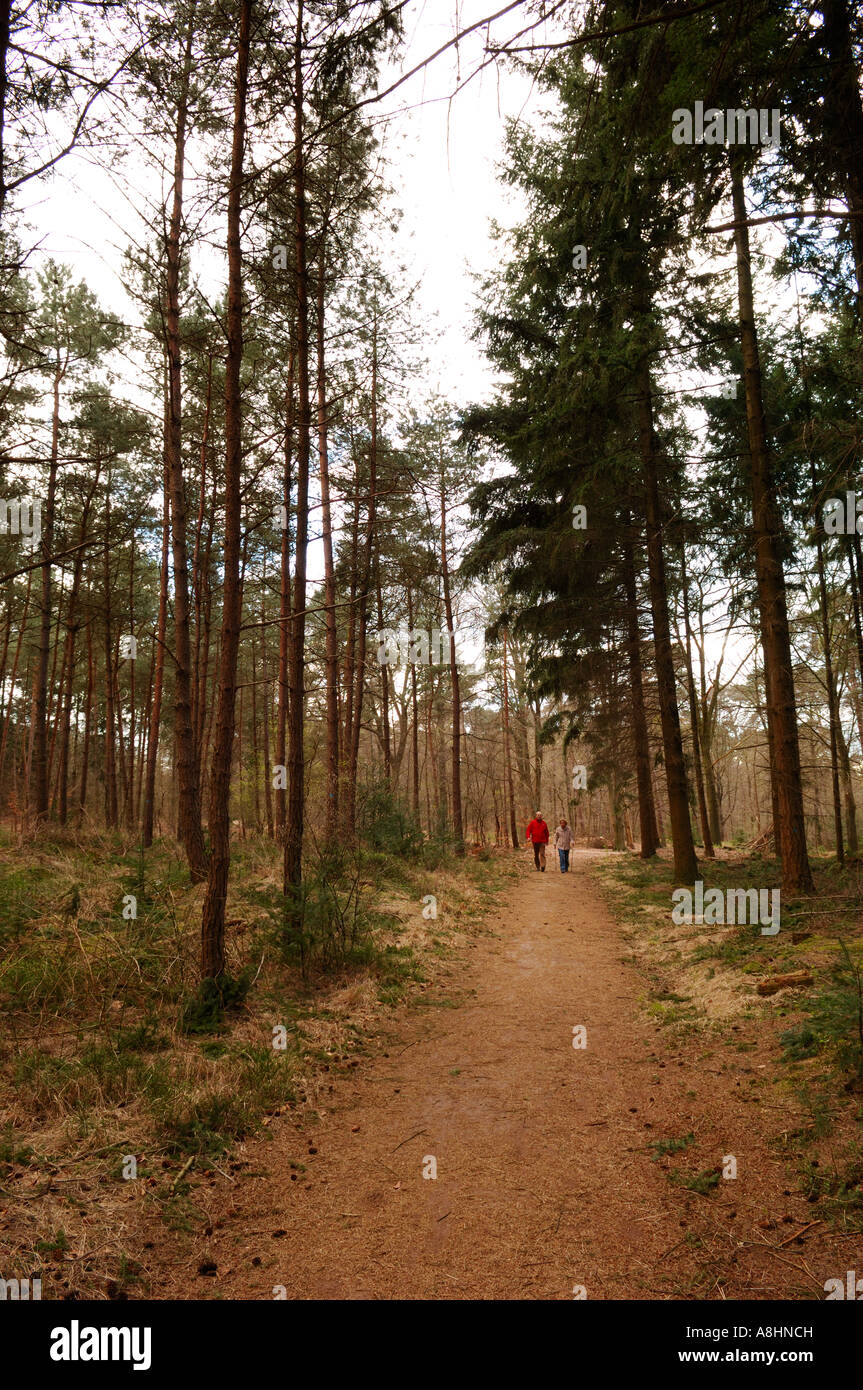Walking people on the wood path in the forest Stock Photo - Alamy