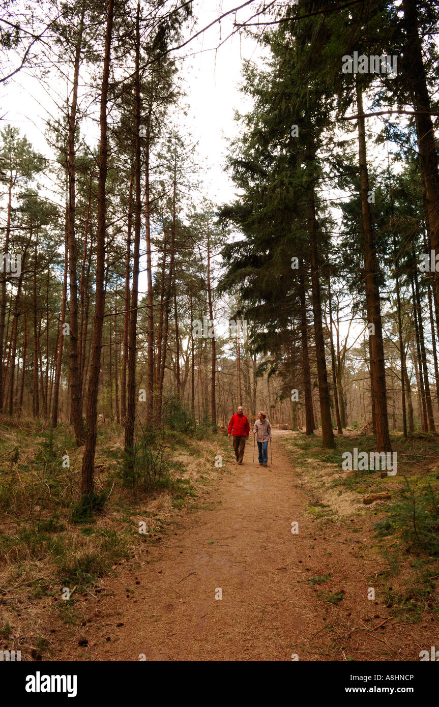 Walking people on the wood path in the forest Stock Photo - Alamy