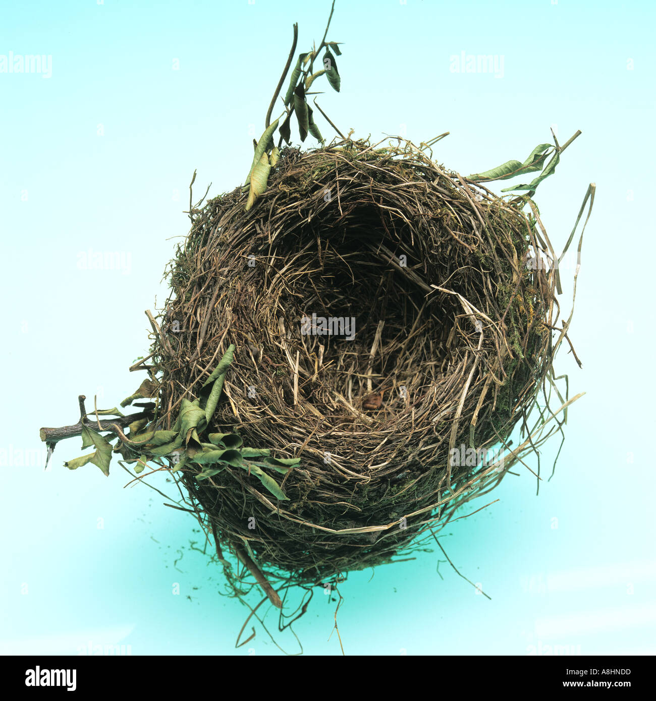 Uninhabited nest hi-res stock photography and images - Alamy